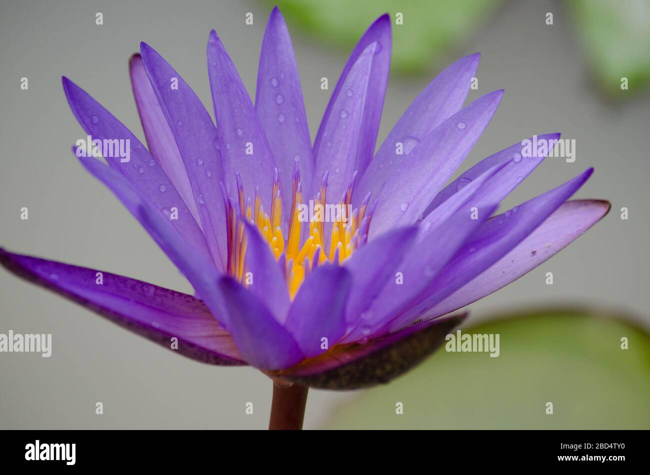 Lotus Flower is one of two extant species of aquatic plant in the ...