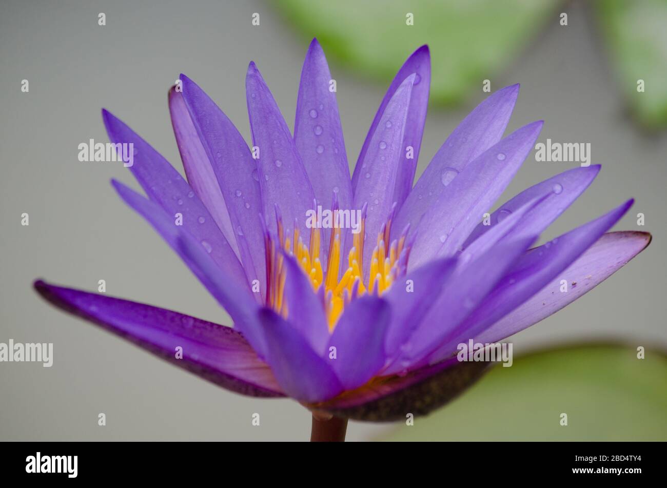 Lotus Flower is one of two extant species of aquatic plant in the ...