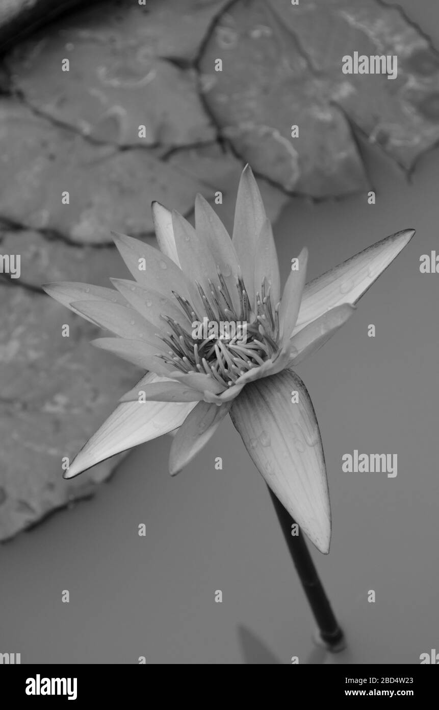 Lotus Flower is one of two extant species of aquatic plant in the ...