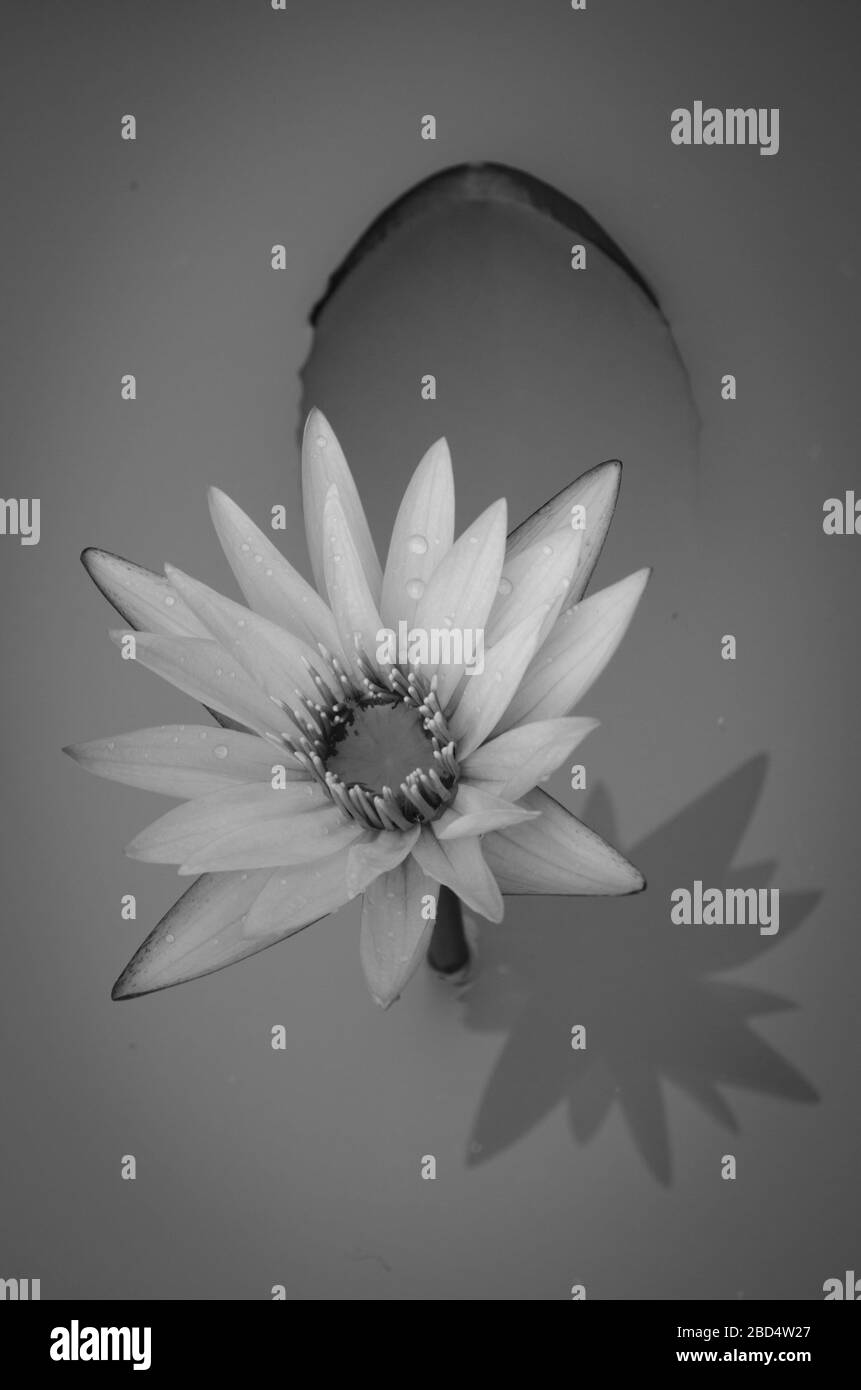 Lotus Flower is one of two extant species of aquatic plant in the ...