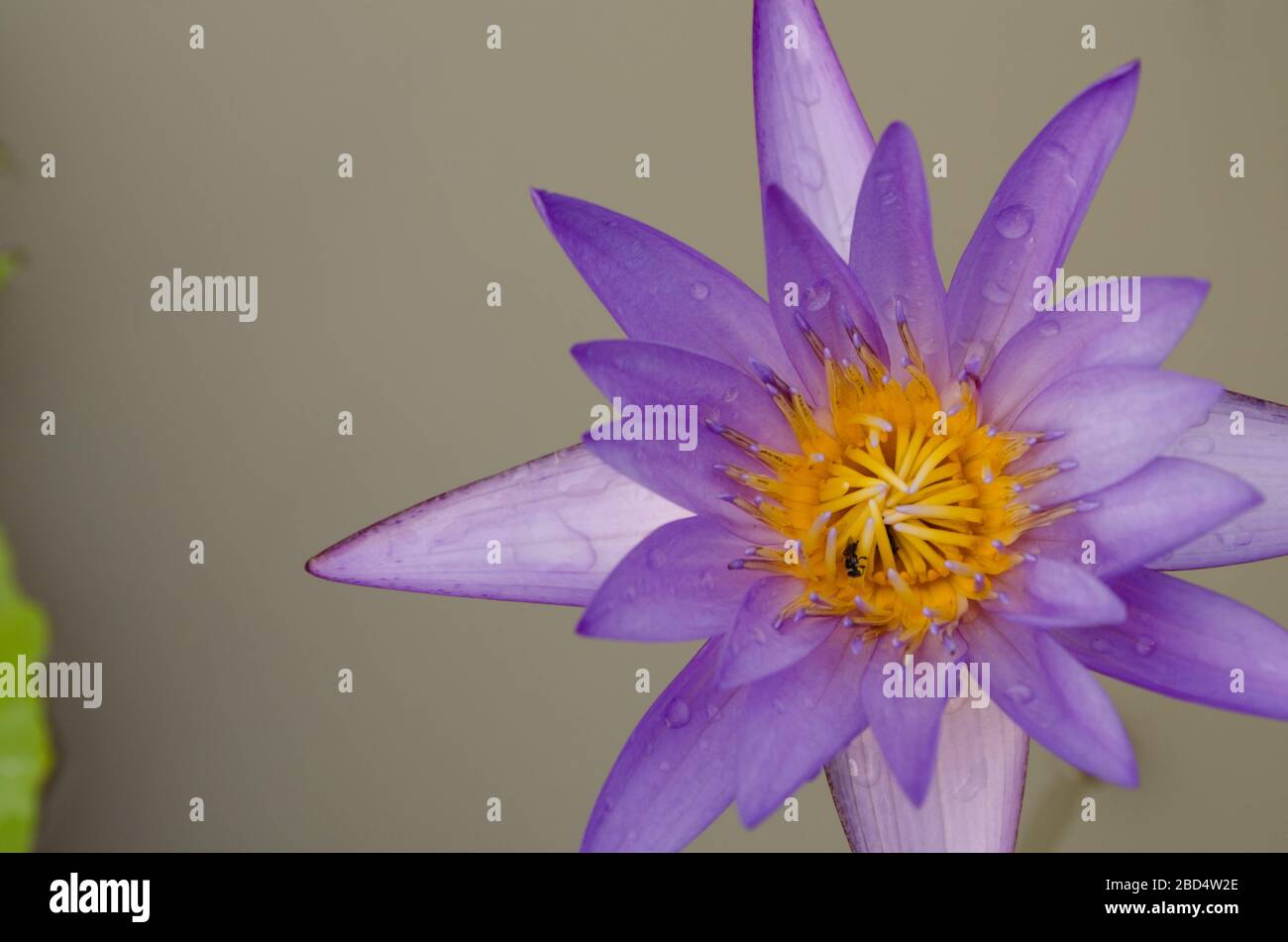 Lotus Flower is one of two extant species of aquatic plant in the ...