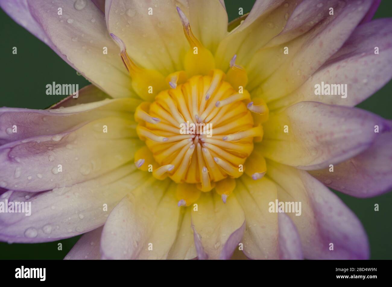 Lotus Flower is one of two extant species of aquatic plant in the ...
