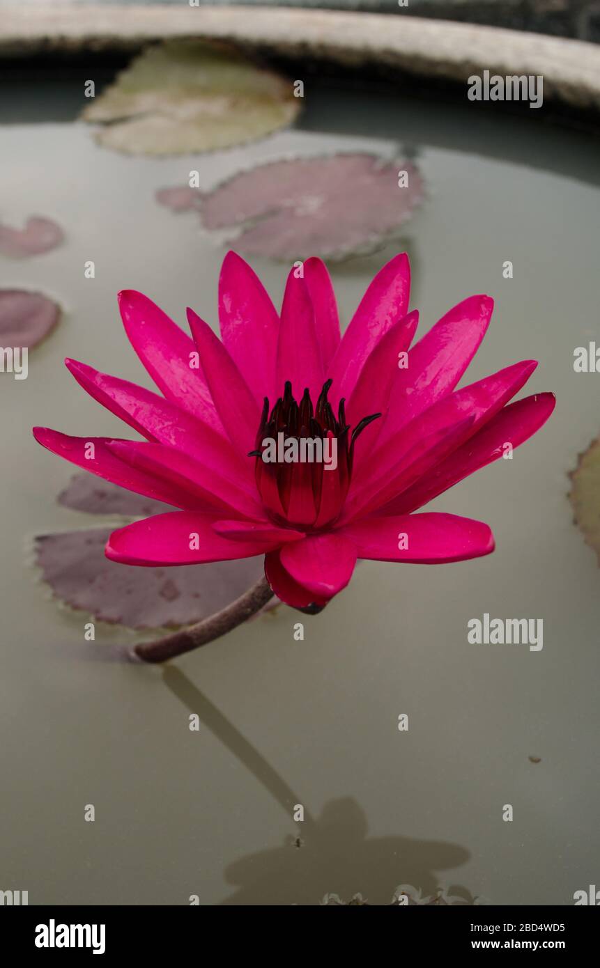 Lotus Flower is one of two extant species of aquatic plant in the ...