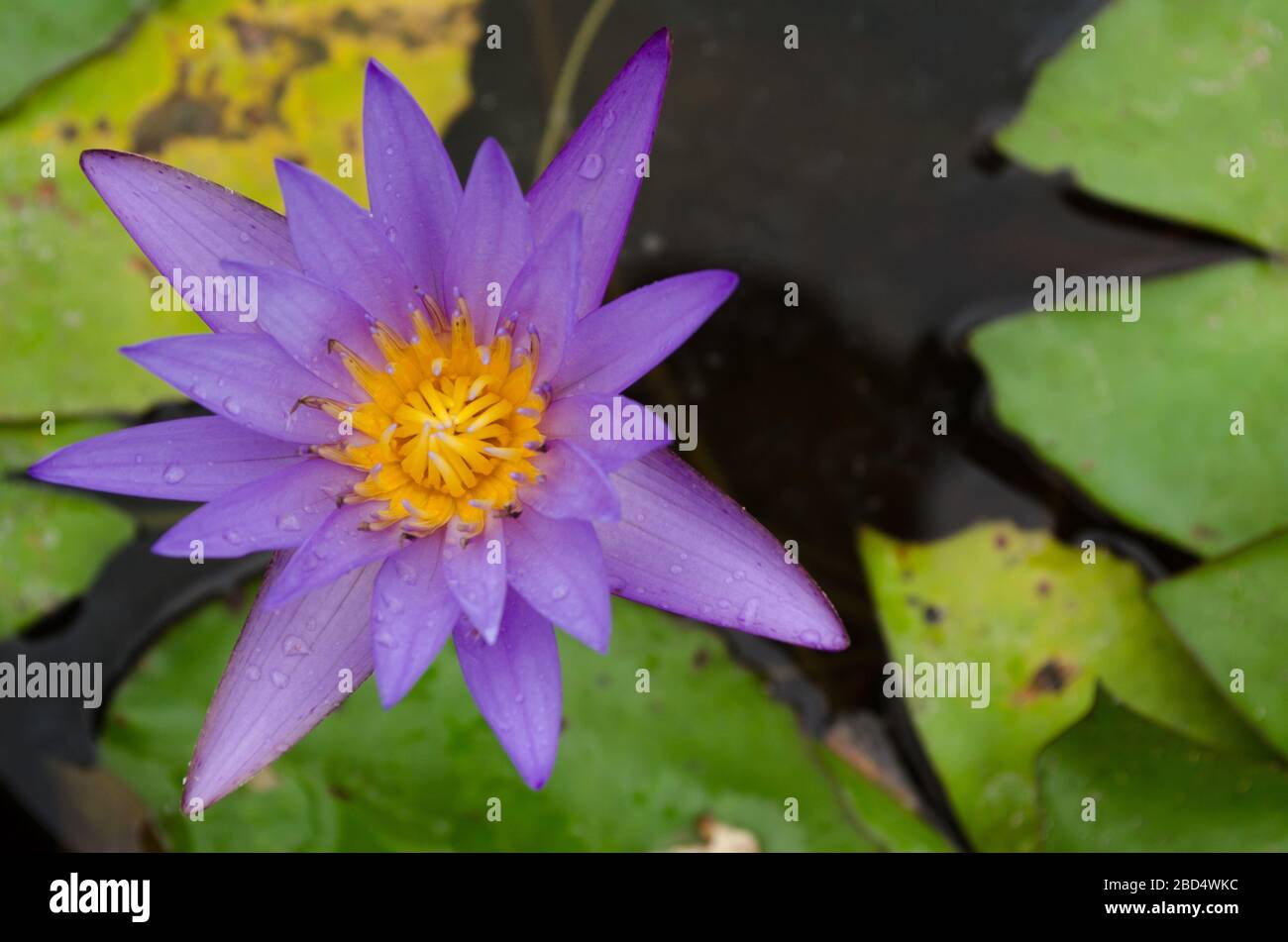 Lotus Flower is one of two extant species of aquatic plant in the ...