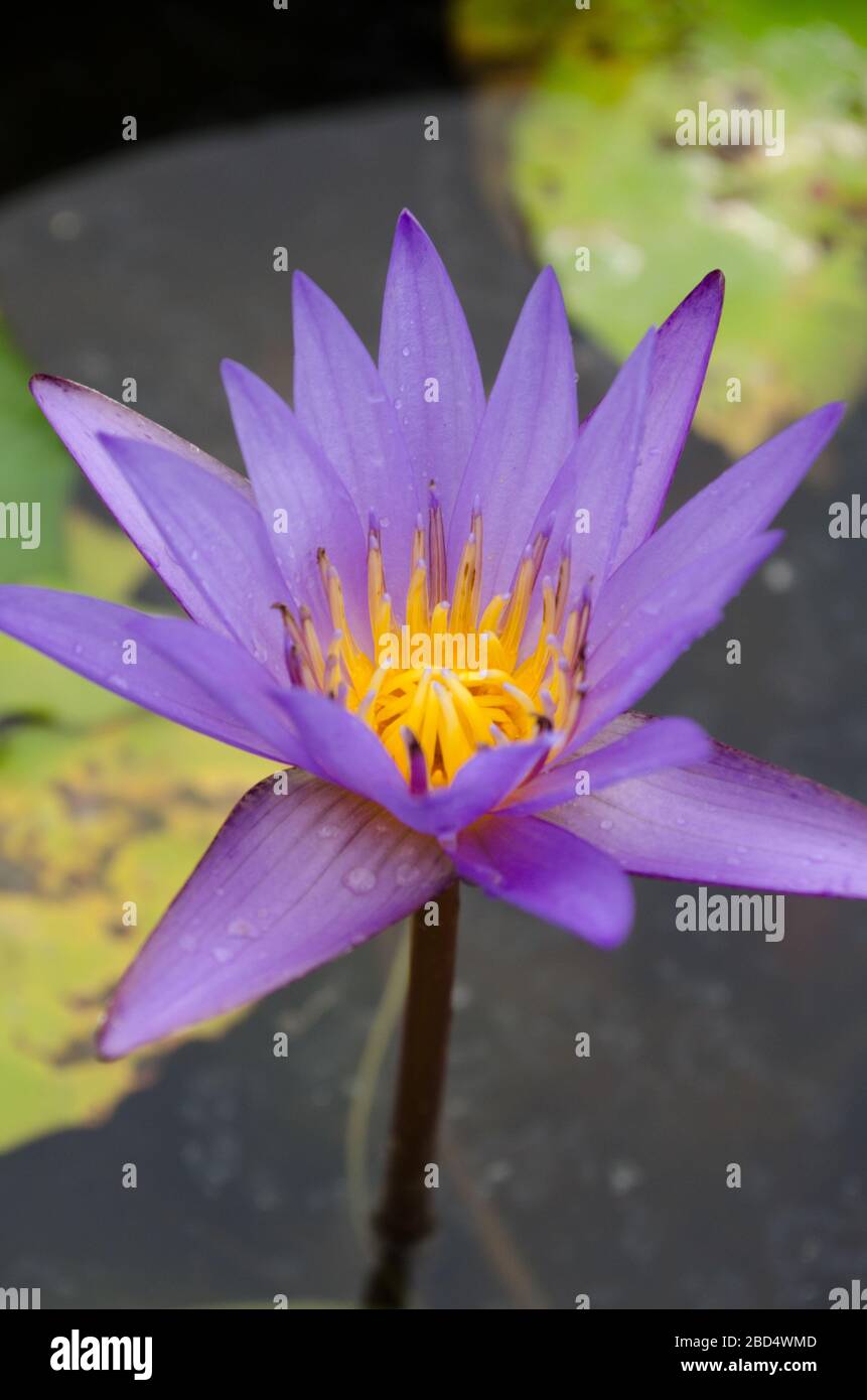 Lotus Flower is one of two extant species of aquatic plant in the ...