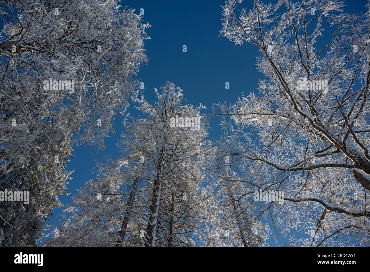 White trees bump into blue sky. Frosty forest in sunny calm day Stock ...