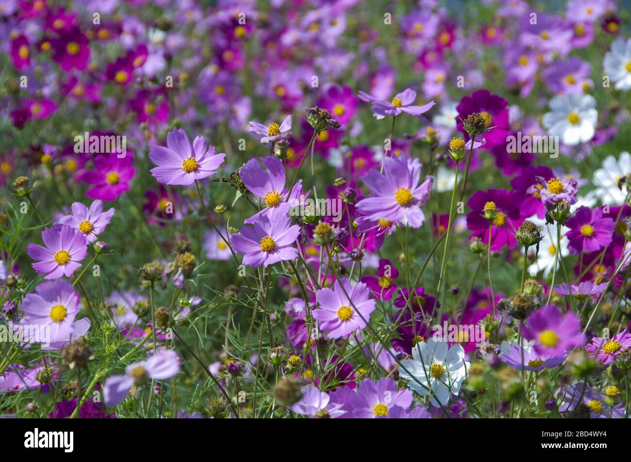 Side shot of the Cosmos flower farm Stock Photo - Alamy