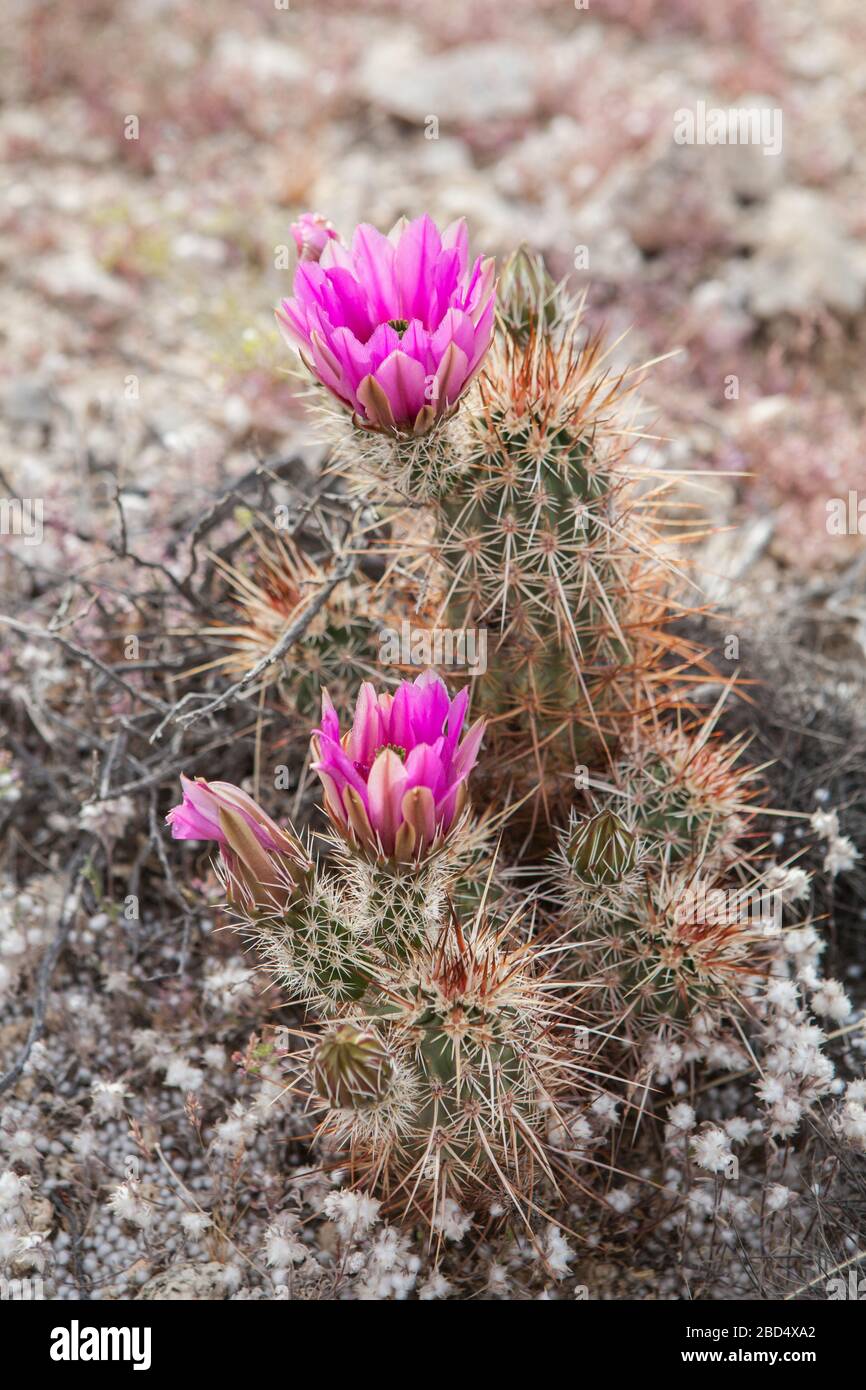 Strawberry Hedgehog Cactus flowering in Joshua Tree National Park ...