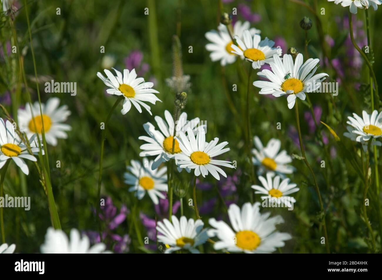 White flowers of pyrethrum growth at the meadow. The background is blur ...