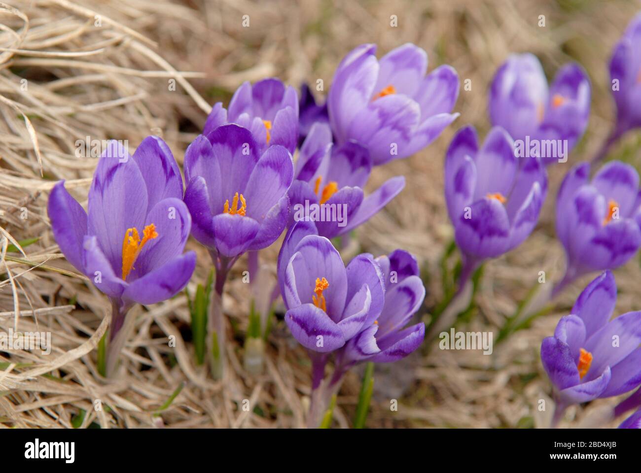 Violet crocuses growth between old grass. It is spring Stock Photo - Alamy