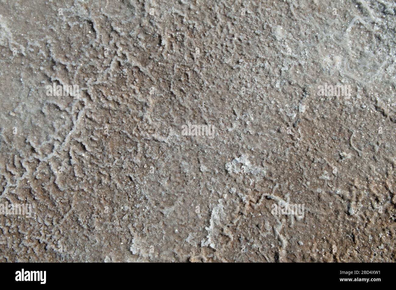Natural background - salted soil (ground). Salt crystals glint in the ...