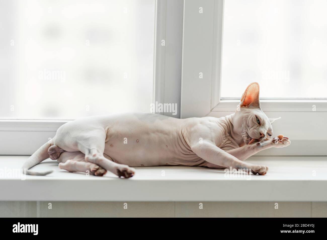 Sphynx cat licking its paw and enjoying the sunlight Stock Photo - Alamy