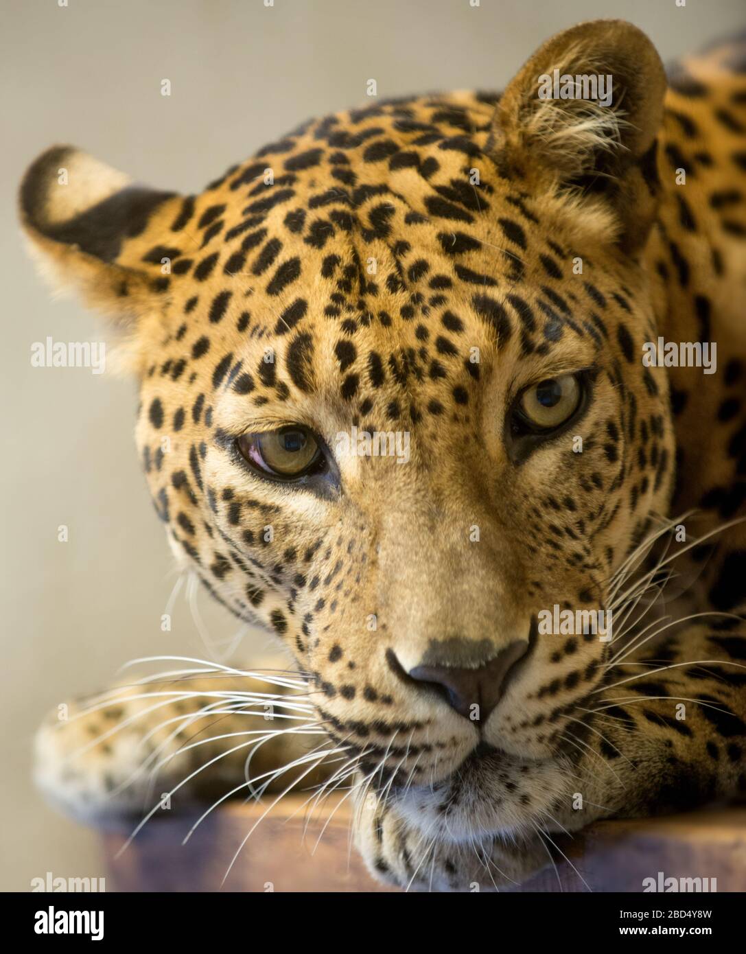 Leopard's head close-up. Animal's look is meaningful and recollected ...