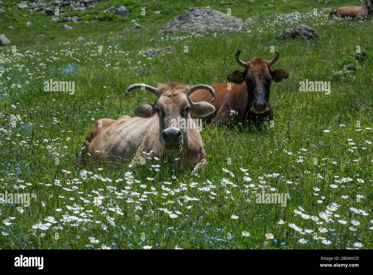 Cows have a rest on alpine meadow. Flowers: pyrethrum and forget-me-not ...