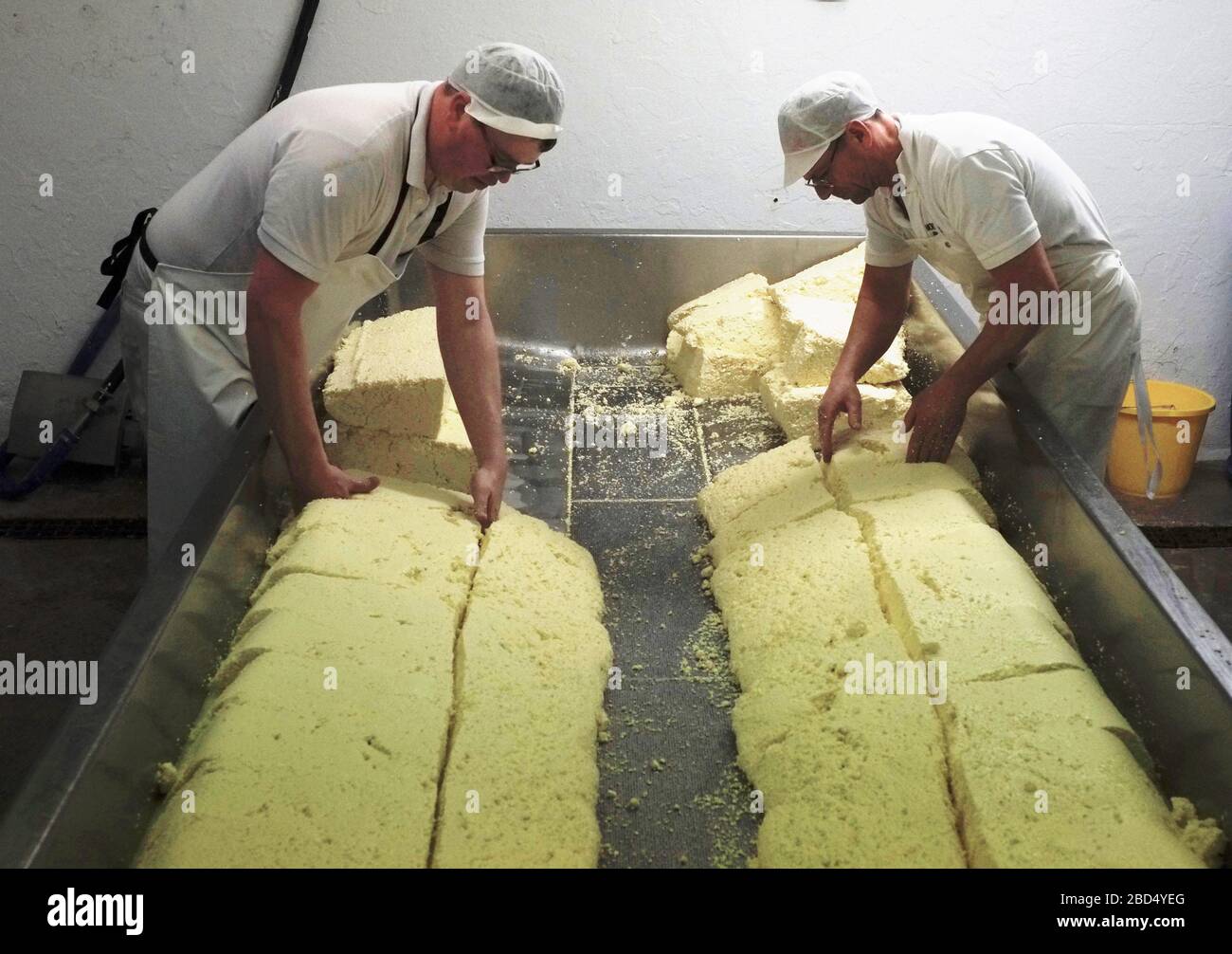 James Montgomery's raw-milk cheddar being cheddared Stock Photo - Alamy