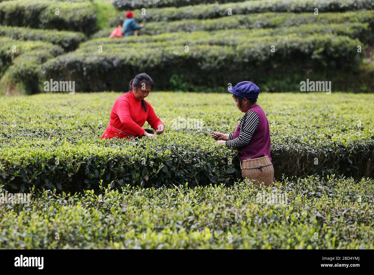 Qianjiang, Qianjiang, China. 7th Apr, 2020. In March, the spring season ...