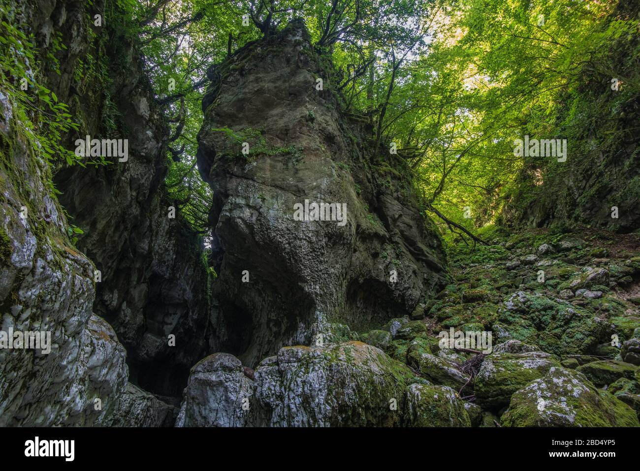 Dark gorge is covered with green moss and trees. Trees tops are sunlit ...