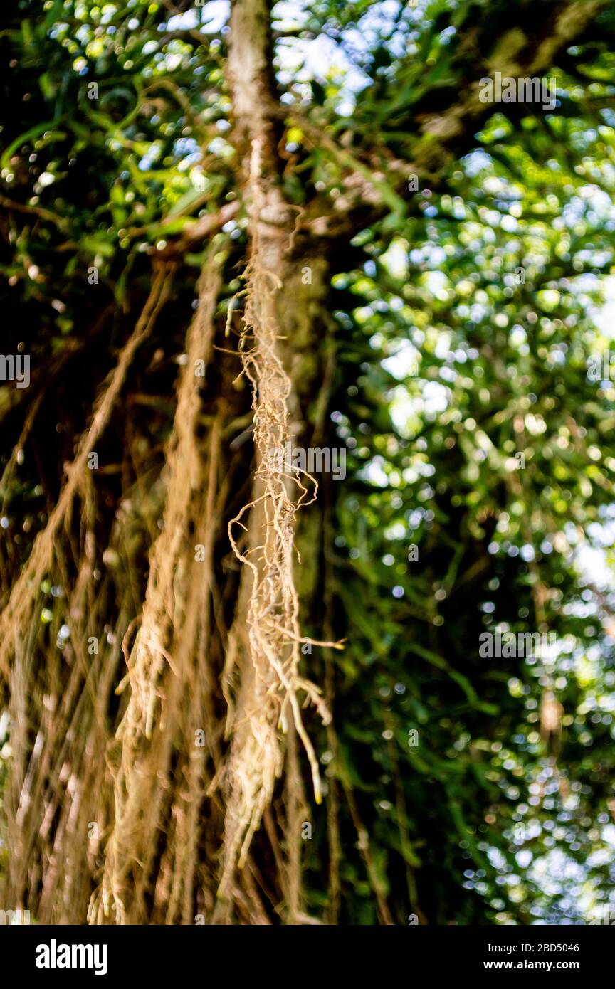 Close up of the hanging roots of a Banyan Tree in Oahu, Hawaii Stock ...