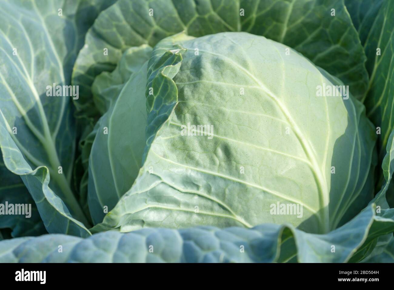 Big cabbage white hi-res stock photography and images - Alamy