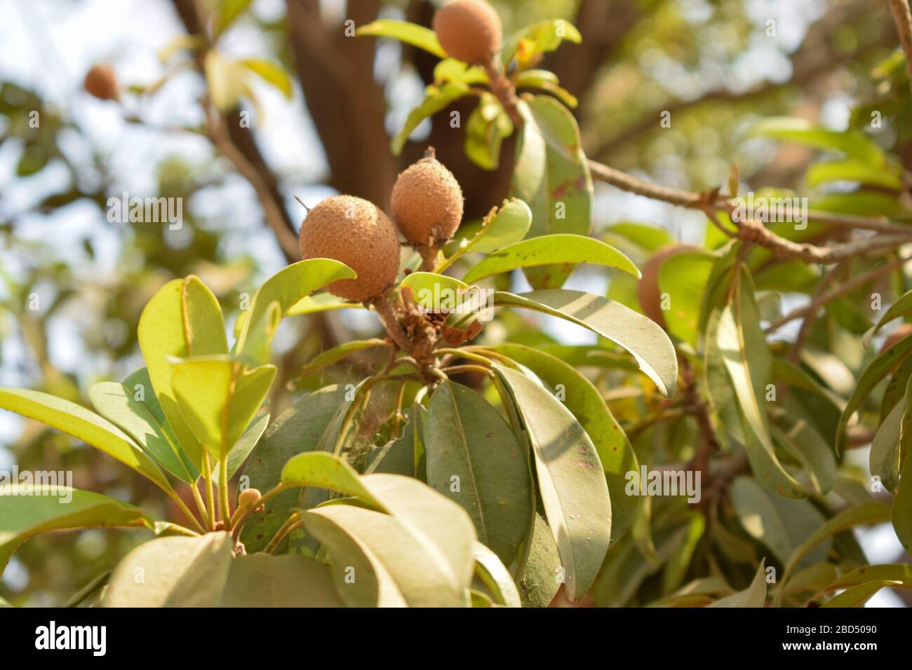 sapodilla/Chikoo Tree/Plant in Gordon background.Stock Photograph Image ...