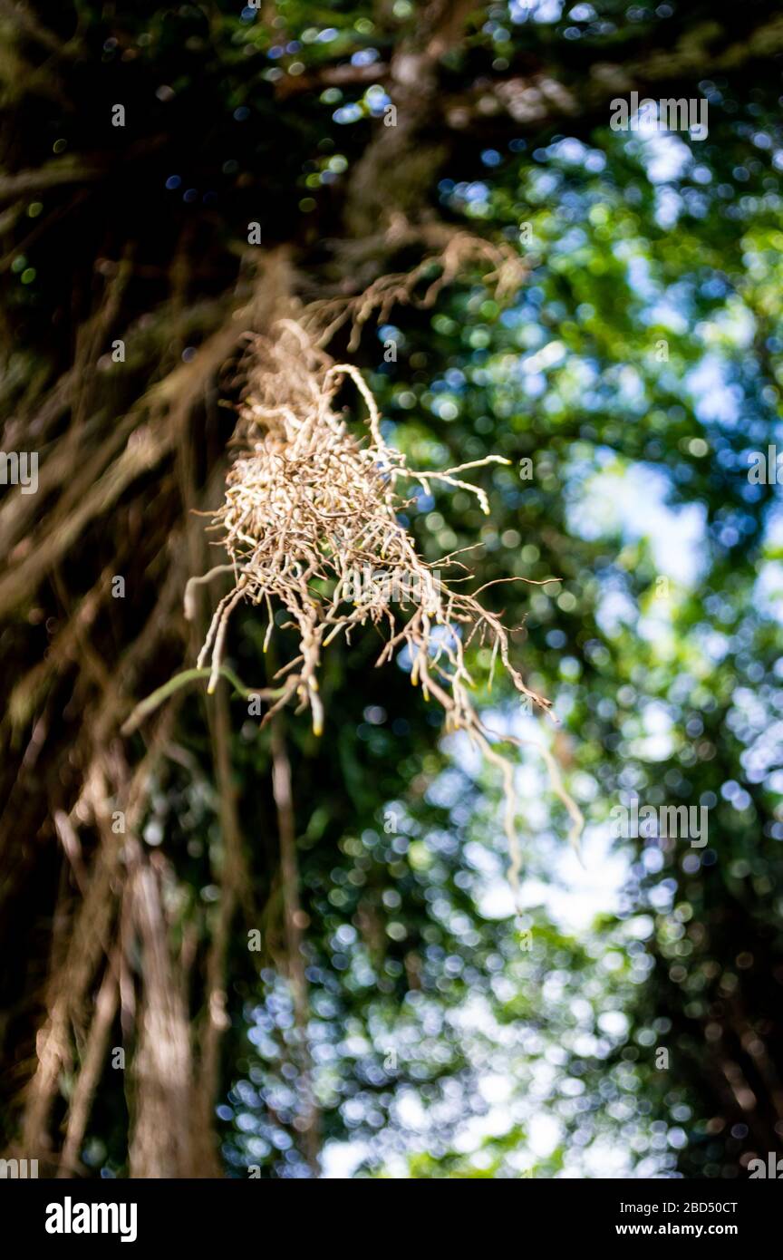 Close up of the hanging roots of a Banyan Tree in Oahu, Hawaii Stock ...