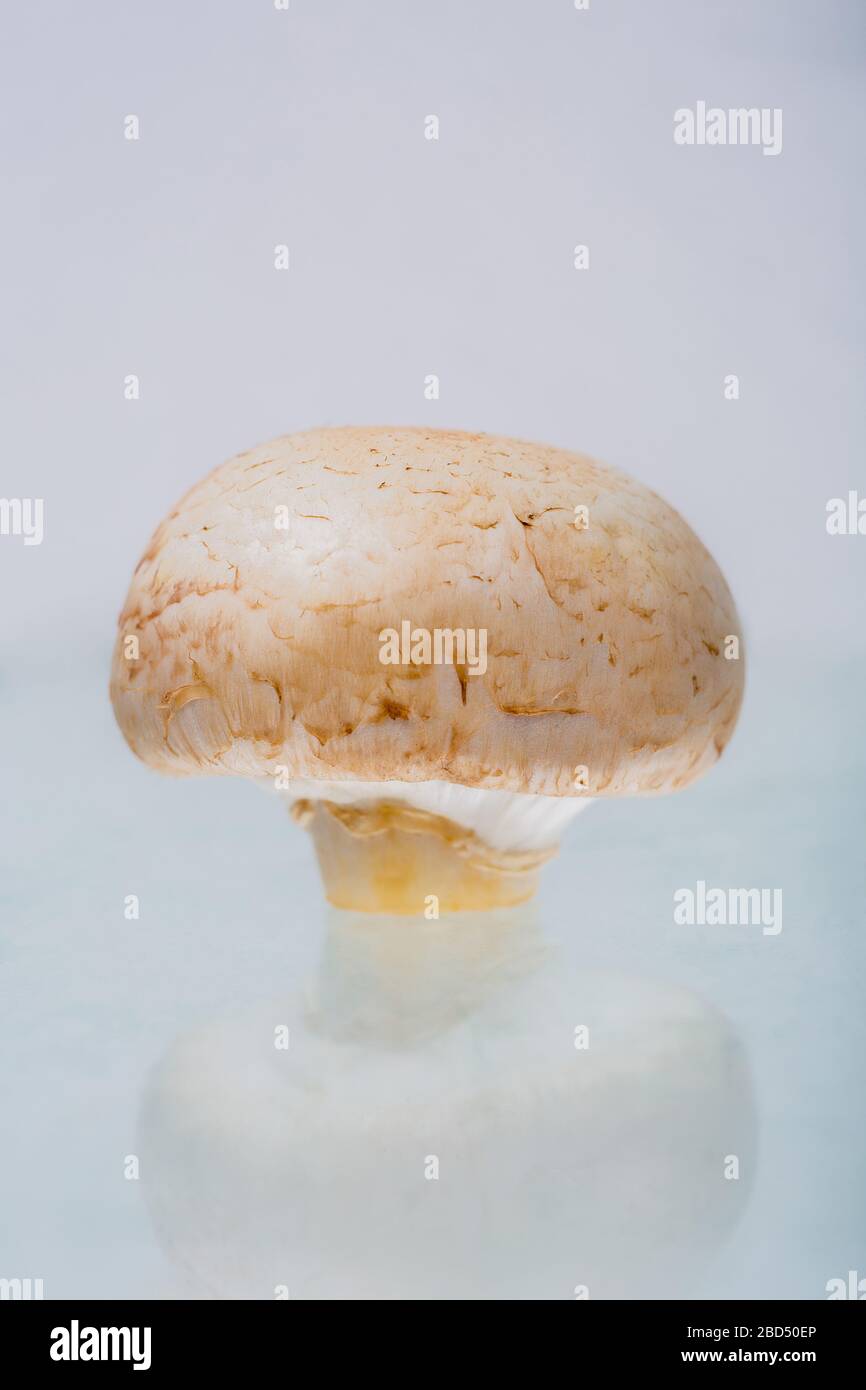 Close up of a raw mushroom isolated on white background. Fresh picked ...