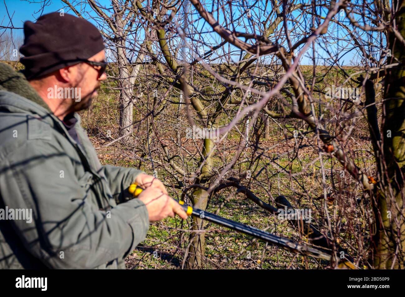 Farmer is pruning branches of fruit trees in orchard using long loppers ...