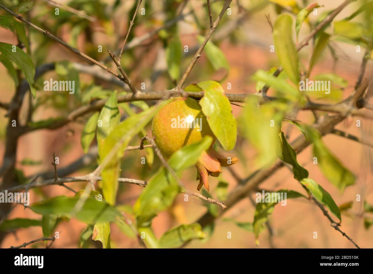 Pomegranate fruits growing on tree/Plant background.Stock Photograph ...