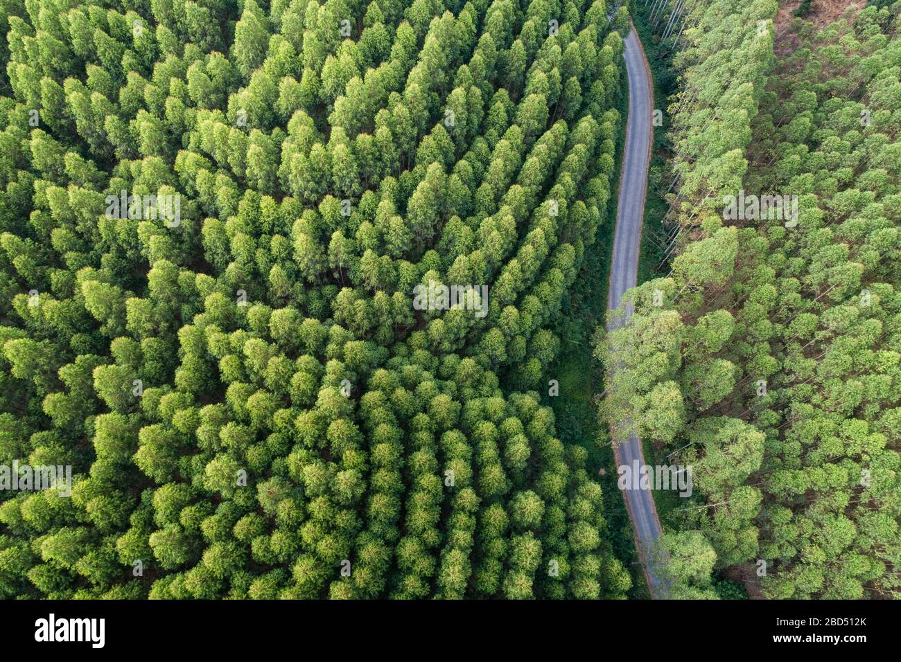Road in the middle of a forest from above Stock Photo - Alamy