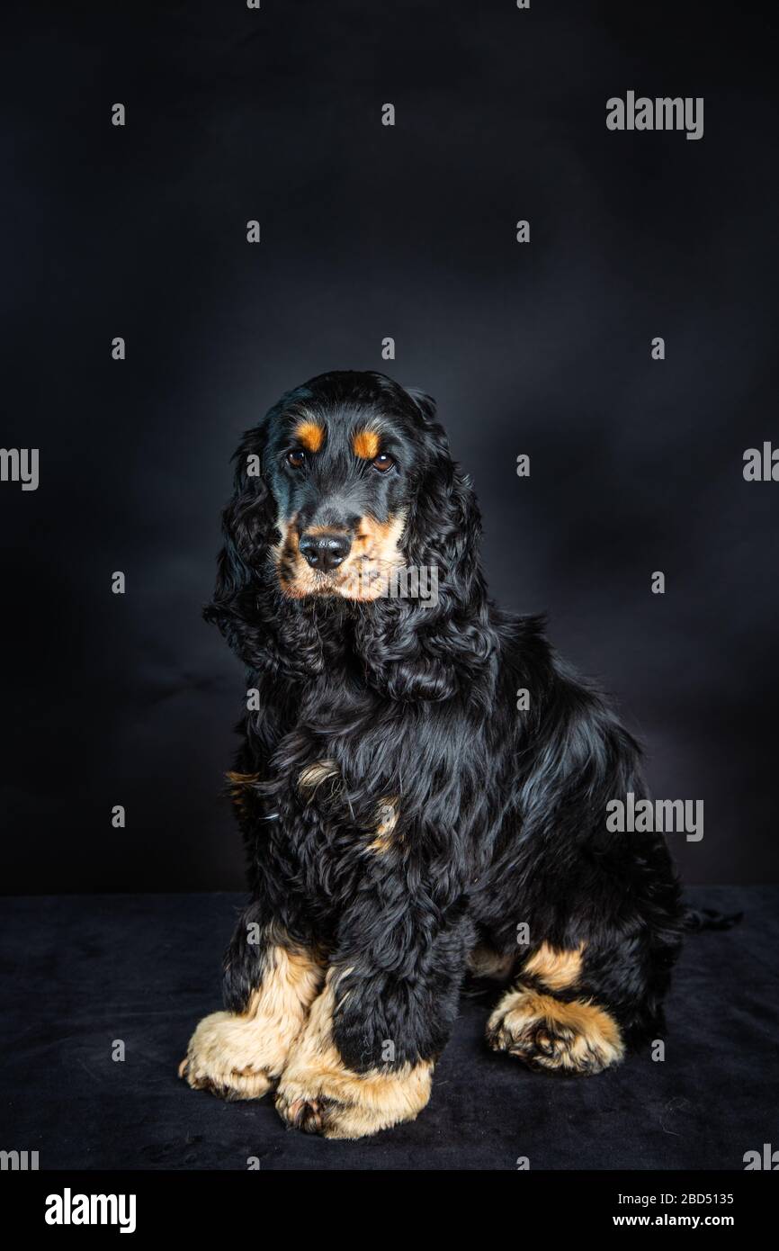 Portrait of spaniel against black background Stock Photo - Alamy
