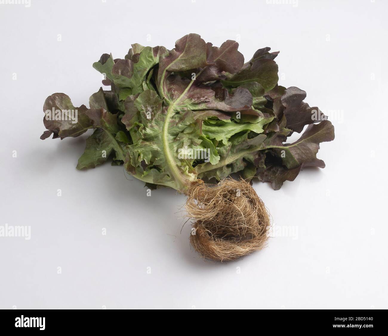 Fresh red oak leaf lettuce with root isolated on white background Stock ...