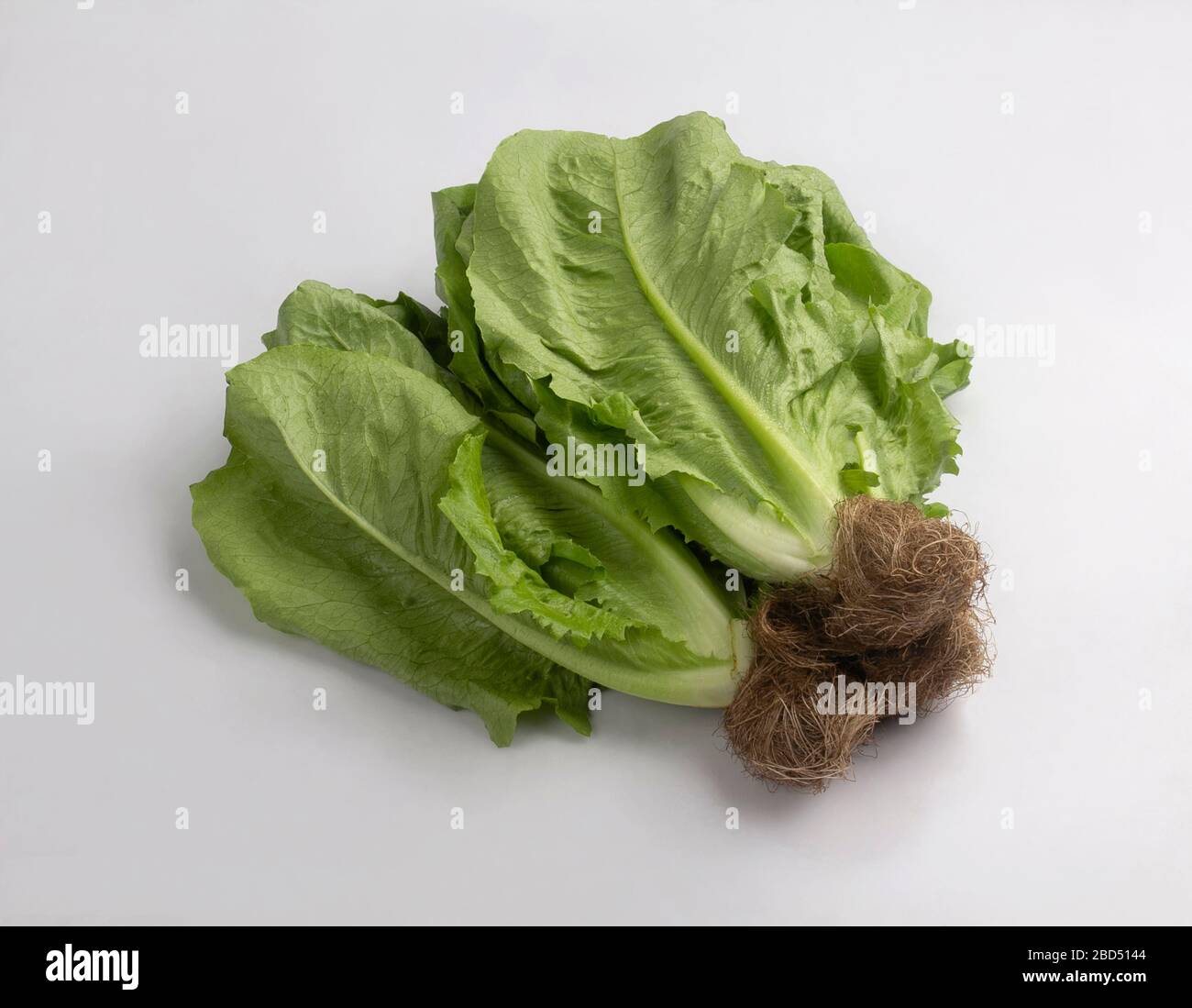 bunch of fresh romaine lettuce with root isolated on white background ...