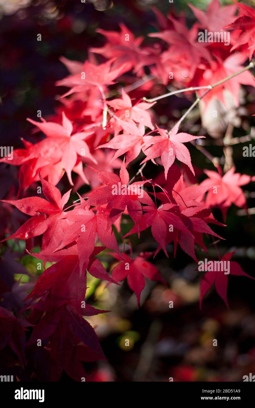 Acer Palmatum Tree in Okus Field Town Gardens, Quarry Road, Swindon ...