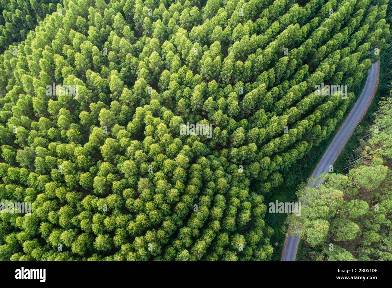 Road in the middle of a forest from above Stock Photo - Alamy