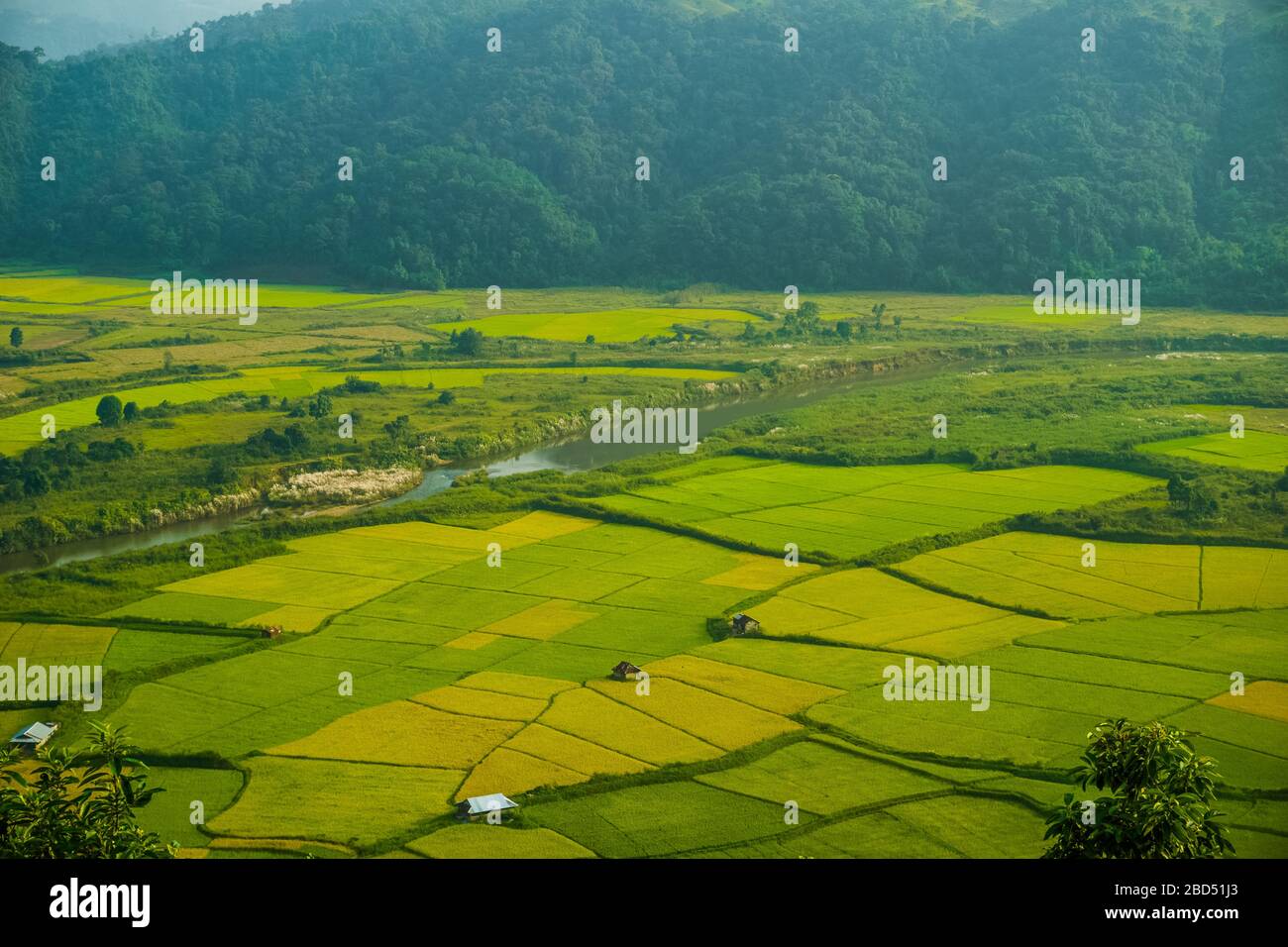 paddy fields in khasi and jaintia Hills of Meghalaya india Stock Photo ...