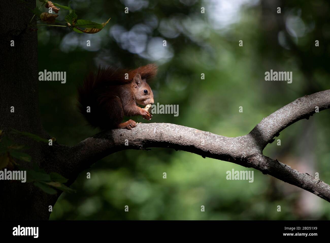 Rodent spain spanish wildlife hi-res stock photography and images - Alamy