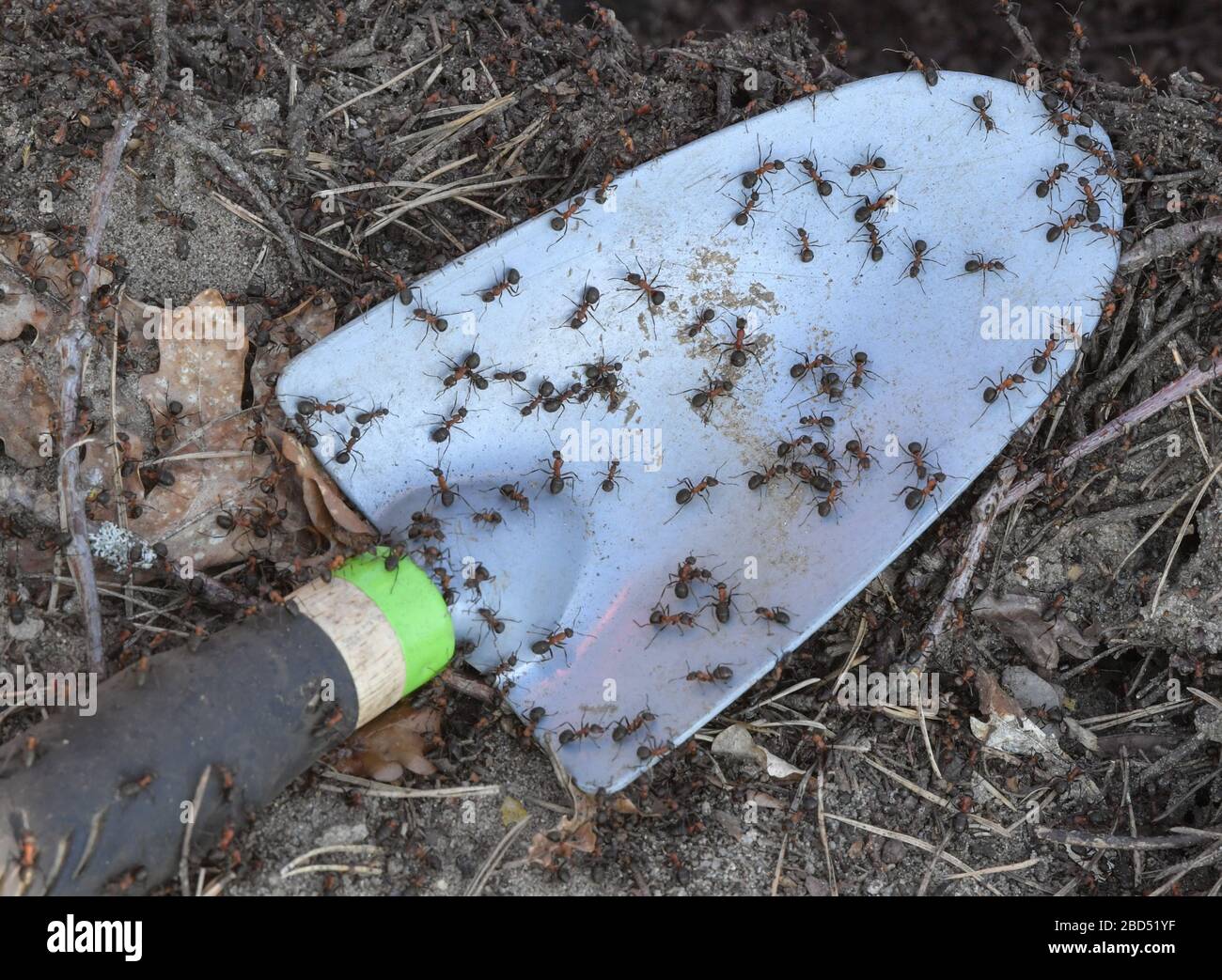 Electric ant hi-res stock photography and images - Alamy