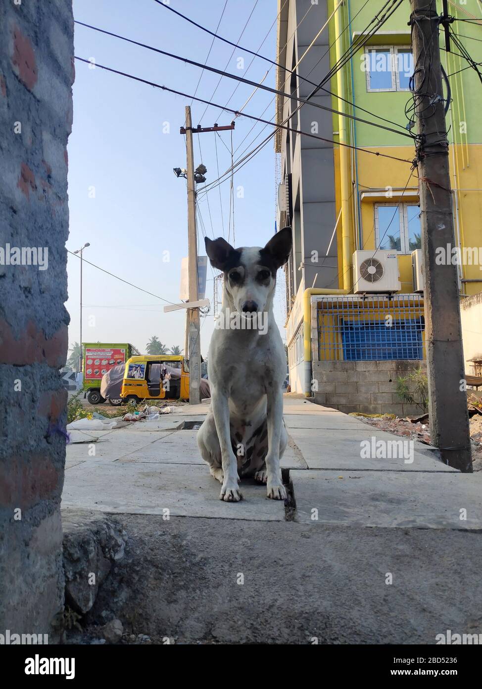 Stray fox hi-res stock photography and images - Alamy