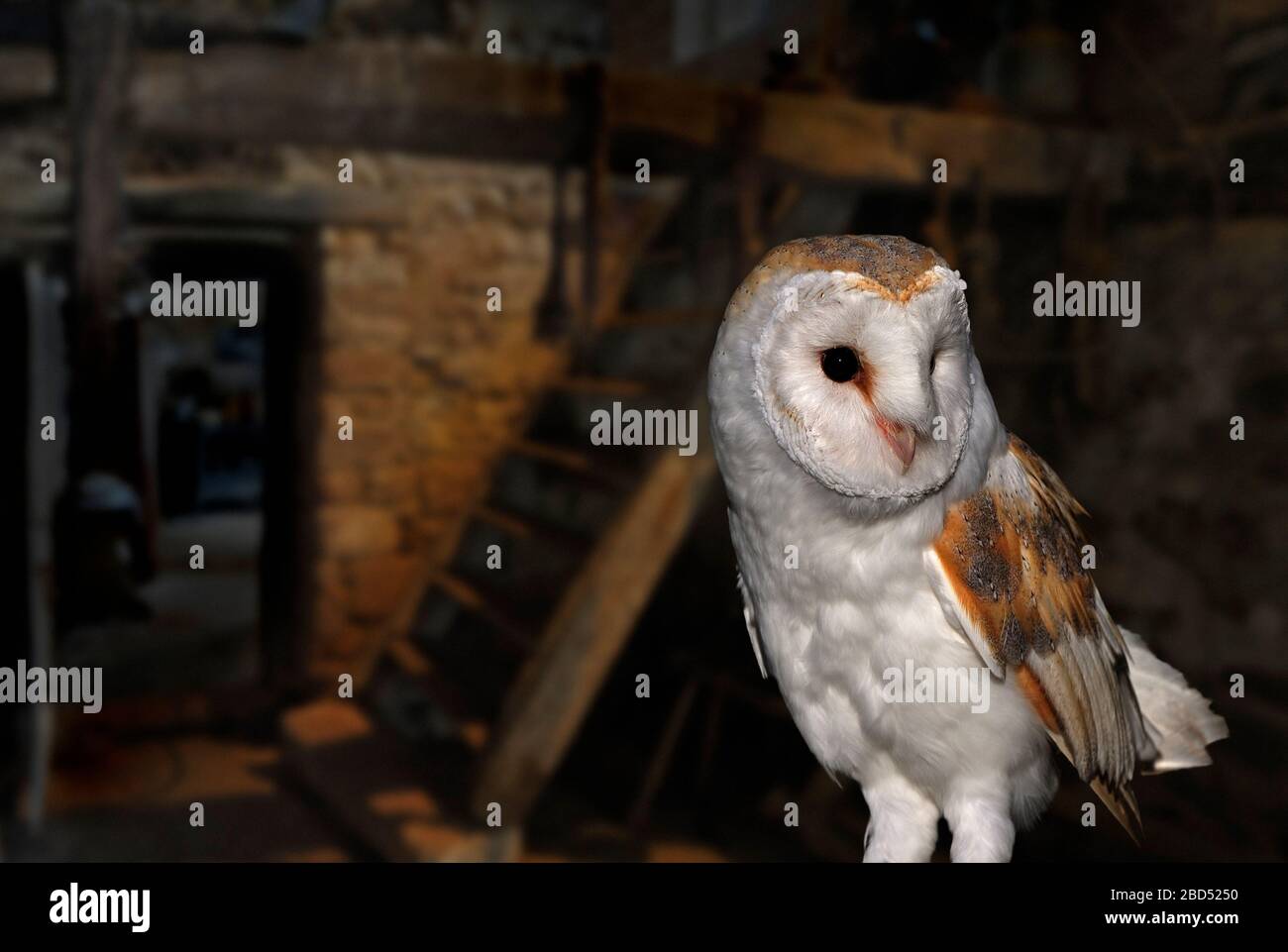 Owls barn inside hi-res stock photography and images - Alamy