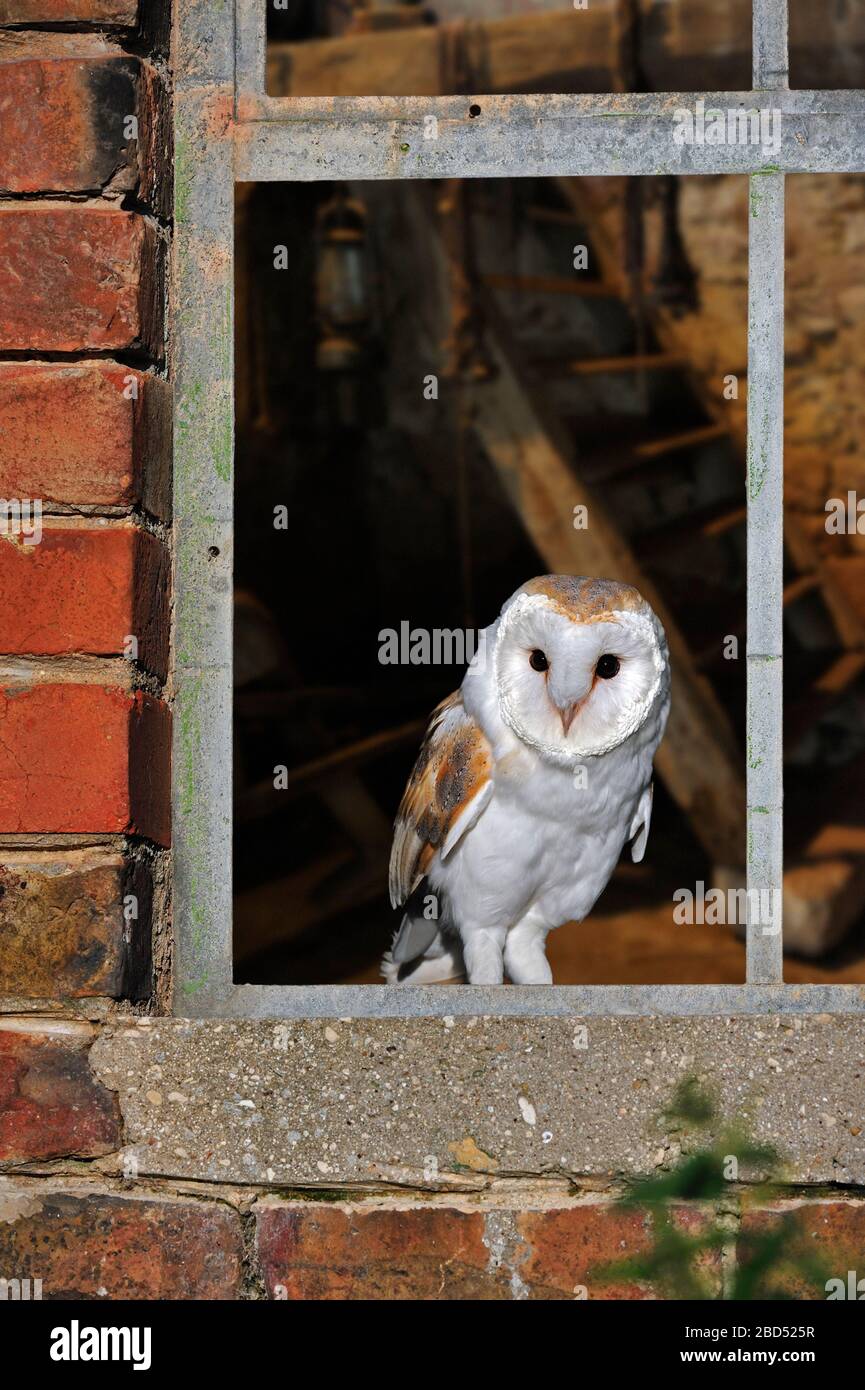 Barn owl (Tyto alba) perched on windowsill looking through window of ...