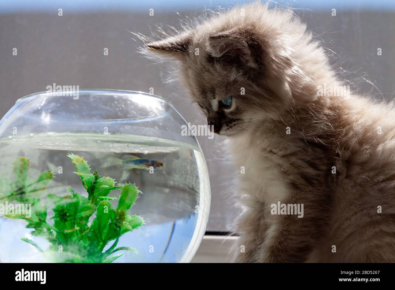 A beautiful fluffy kitten is hunting for a goldfish in an aqua rime ...