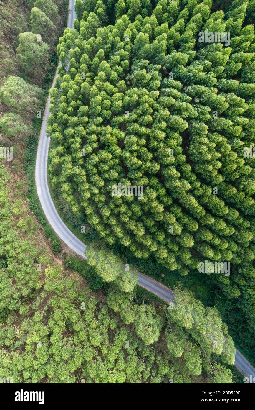 Road in the middle of a forest from above Stock Photo - Alamy