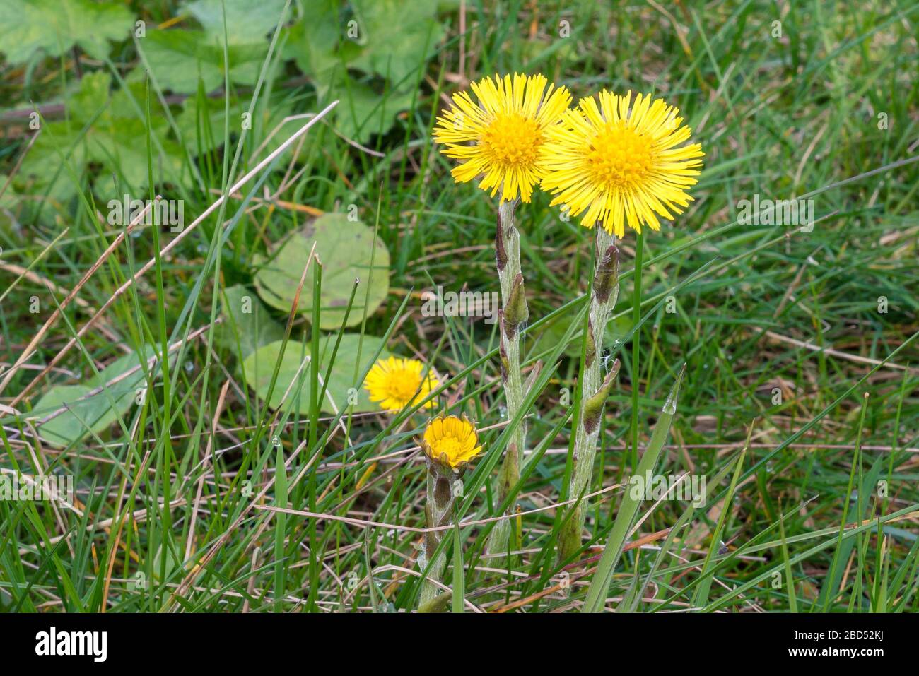 Coltsfoot field hi-res stock photography and images - Alamy