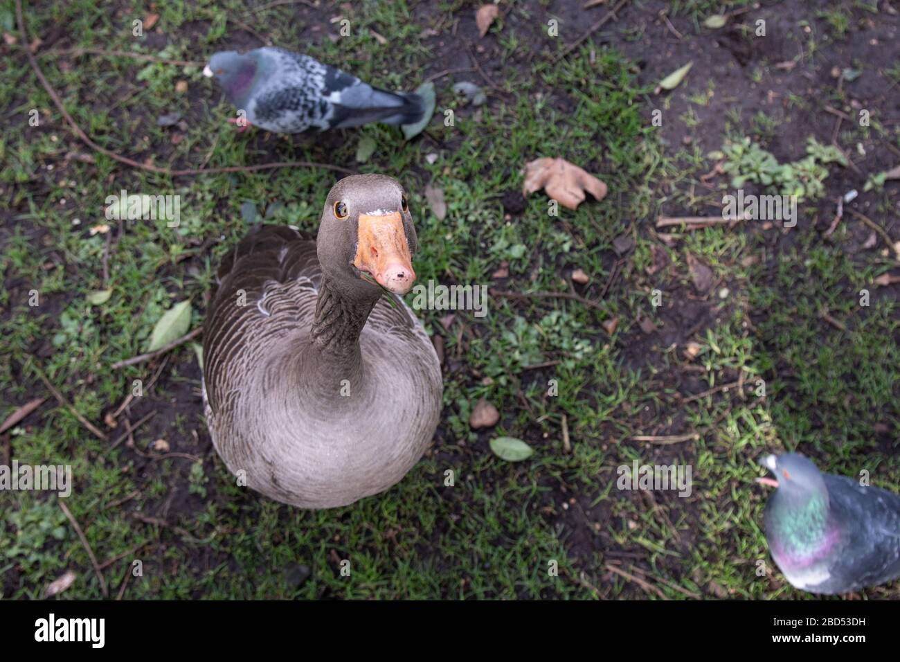 Duckling looking at camera hi-res stock photography and images - Alamy