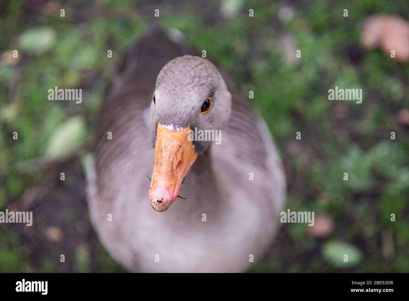 Duck looking into camera lens Stock Photo - Alamy