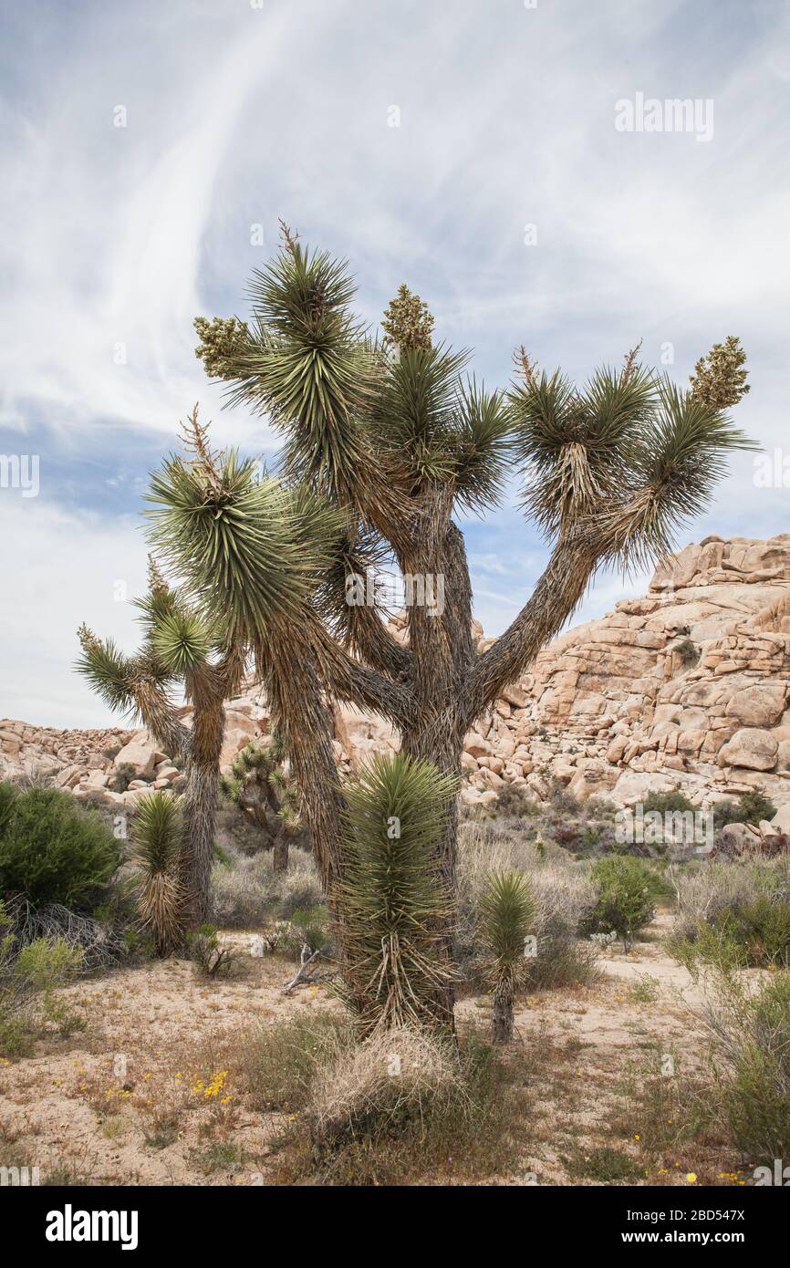Yucca Trees in Joshua Tree National Park, California Stock Photo - Alamy