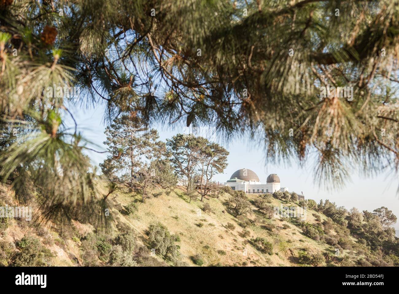 Griffith Observatory on the hill side view with fir trees framing the ...
