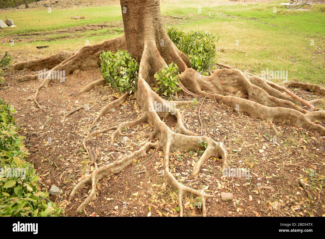 Natural Big Tree Roots In Jungle/Forest Stock Photograph Image Stock ...