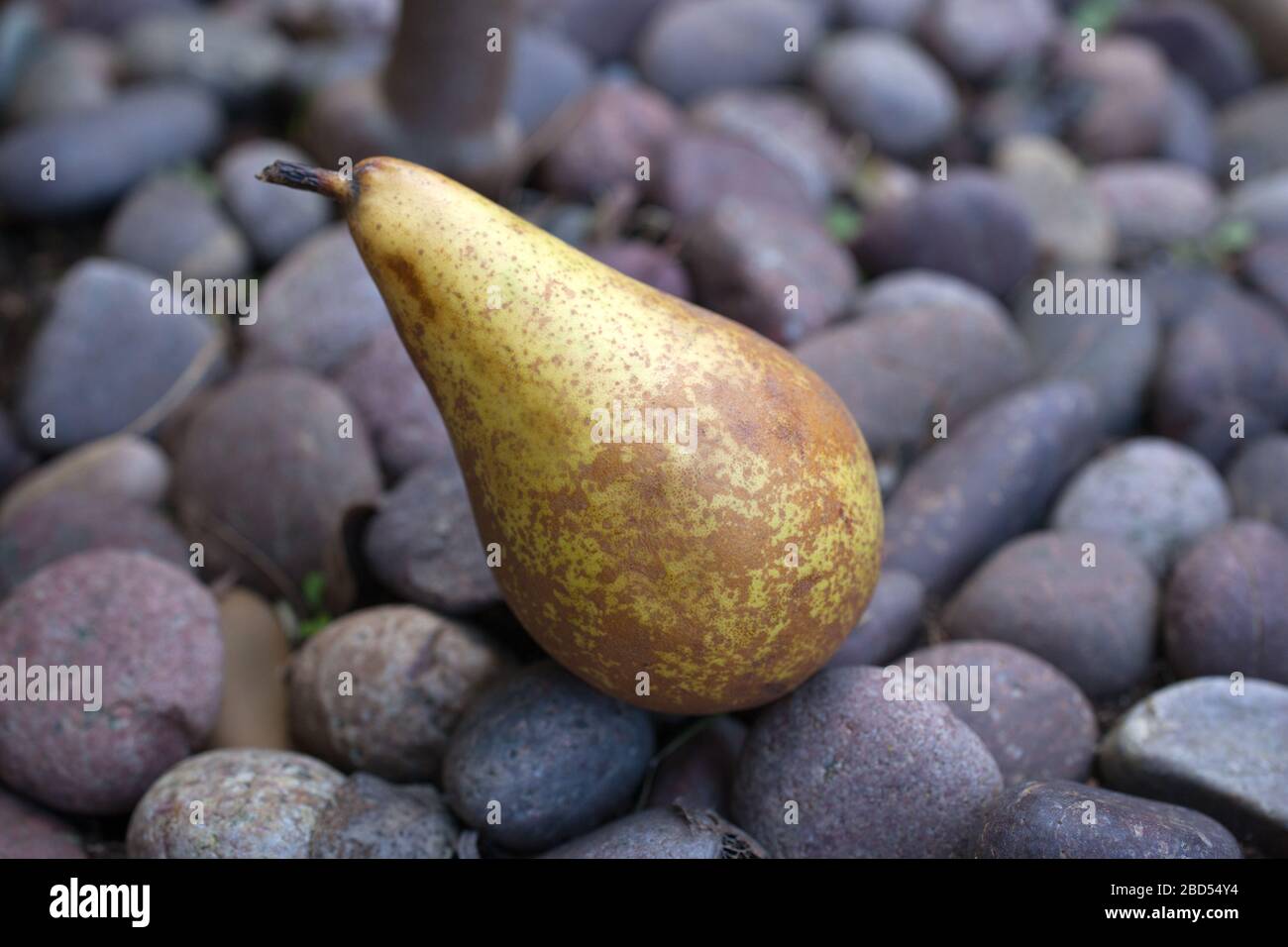 A solitary pear photographed outside on a background of grey pebbles ...