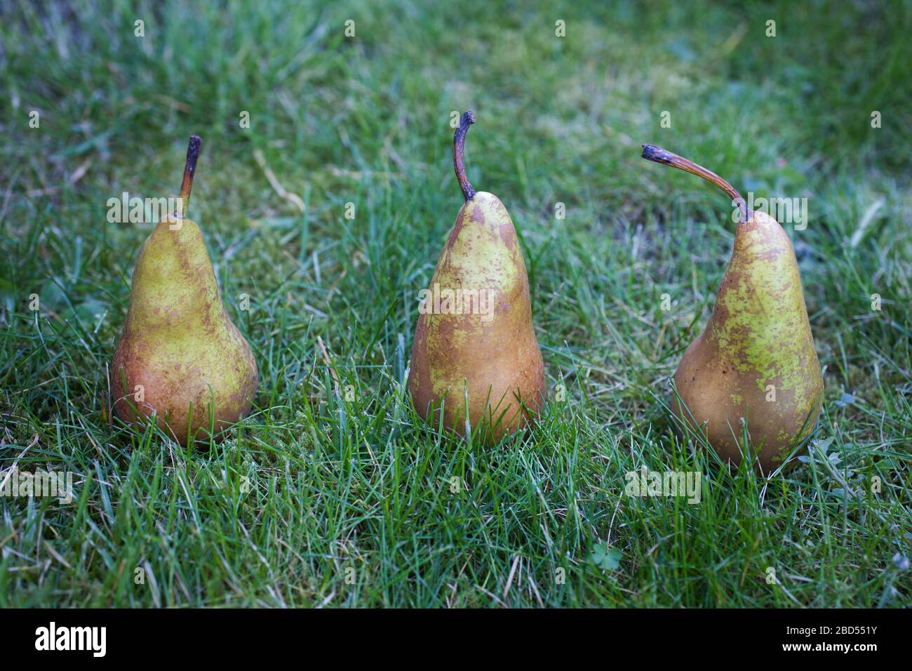 A photograph of three pears set against a grass background Stock Photo ...